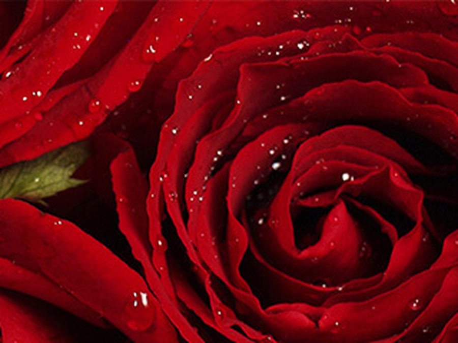 Shirley Busch Obituary - Clinton, IA | Lemke Funeral Homes